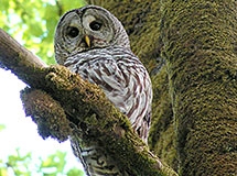 Owls | Oregon Department of Fish & Wildlife