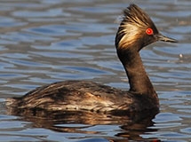 Loons and Grebes | Oregon Department of Fish & Wildlife