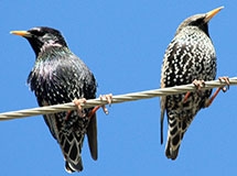 Pipits and Waxwings | Oregon Department of Fish & Wildlife