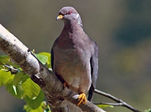Doves and Pigeons | Oregon Department of Fish & Wildlife