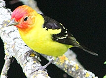 Tanagers | Oregon Department of Fish & Wildlife