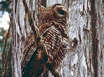 Owls | Oregon Department of Fish & Wildlife