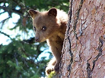 Bear | Oregon Department of Fish & Wildlife