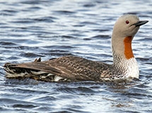 Loons and Grebes | Oregon Department of Fish & Wildlife