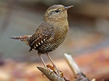 Wrens and Kinglets | Oregon Department of Fish & Wildlife