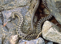 Snakes | Oregon Department of Fish & Wildlife