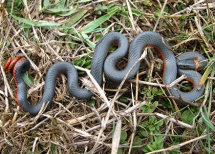 Snakes | Oregon Department of Fish & Wildlife