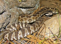 Snakes | Oregon Department of Fish & Wildlife