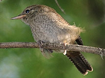 Wrens and Kinglets | Oregon Department of Fish & Wildlife