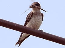 Swallows and Martins | Oregon Department of Fish & Wildlife
