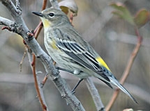 Warblers | Oregon Department of Fish & Wildlife