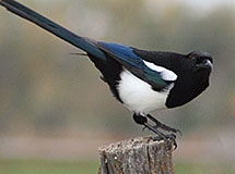 Crows, Jays and Magpies | Oregon Department of Fish & Wildlife