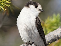 Crows, Jays and Magpies | Oregon Department of Fish & Wildlife