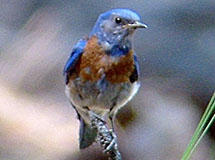 Bluebirds and Thrushes | Oregon Department of Fish & Wildlife