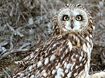 Owls | Oregon Department of Fish & Wildlife