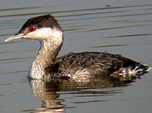 Loons and Grebes | Oregon Department of Fish & Wildlife