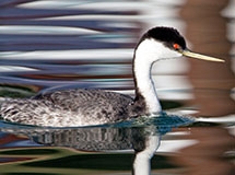 Loons and Grebes | Oregon Department of Fish & Wildlife