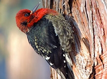 Kingfishers and Woodpeckers | Oregon Department of Fish & Wildlife