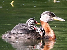 Loons and Grebes | Oregon Department of Fish & Wildlife