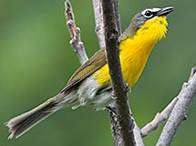 Warblers | Oregon Department of Fish & Wildlife