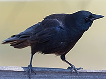 Crows, Jays and Magpies | Oregon Department of Fish & Wildlife