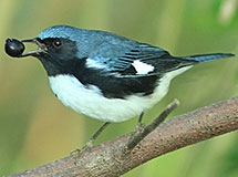 Warblers | Oregon Department of Fish & Wildlife