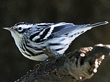 Warblers | Oregon Department of Fish & Wildlife
