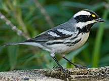 Warblers | Oregon Department of Fish & Wildlife