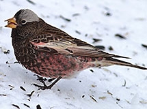 Finches, Grosbeaks and House Sparrows | Oregon Department of Fish ...