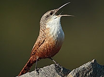 Wrens and Kinglets | Oregon Department of Fish & Wildlife