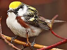 Warblers | Oregon Department of Fish & Wildlife