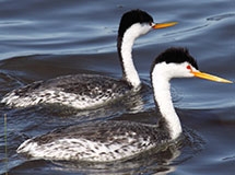 Loons and Grebes | Oregon Department of Fish & Wildlife
