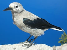 Crows, Jays and Magpies | Oregon Department of Fish & Wildlife