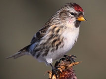 Finches, Grosbeaks and House Sparrows | Oregon Department of Fish ...