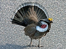 Pheasants, Grouse, Quail and Turkey | Oregon Department of Fish & Wildlife