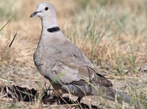 Doves and Pigeons | Oregon Department of Fish & Wildlife