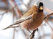 Finches, Grosbeaks and House Sparrows | Oregon Department of Fish ...