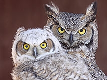Owls | Oregon Department of Fish & Wildlife