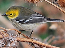 Warblers | Oregon Department of Fish & Wildlife