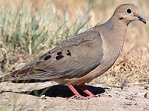 Doves and Pigeons | Oregon Department of Fish & Wildlife