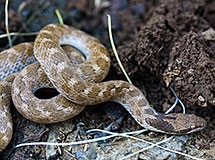 Snakes | Oregon Department of Fish & Wildlife