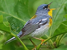 Warblers | Oregon Department of Fish & Wildlife