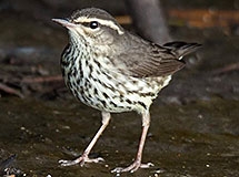 Warblers | Oregon Department of Fish & Wildlife