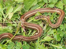 Snakes | Oregon Department of Fish & Wildlife