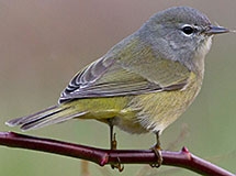 Warblers | Oregon Department of Fish & Wildlife