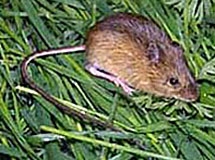 Rats and Mice | Oregon Department of Fish & Wildlife