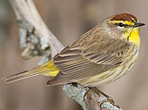 Warblers | Oregon Department of Fish & Wildlife