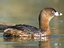 Loons and Grebes | Oregon Department of Fish & Wildlife