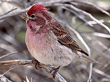 Finches, Grosbeaks and House Sparrows | Oregon Department of Fish ...