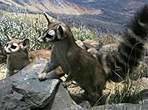 Ringtail and Raccoon | Oregon Department of Fish & Wildlife